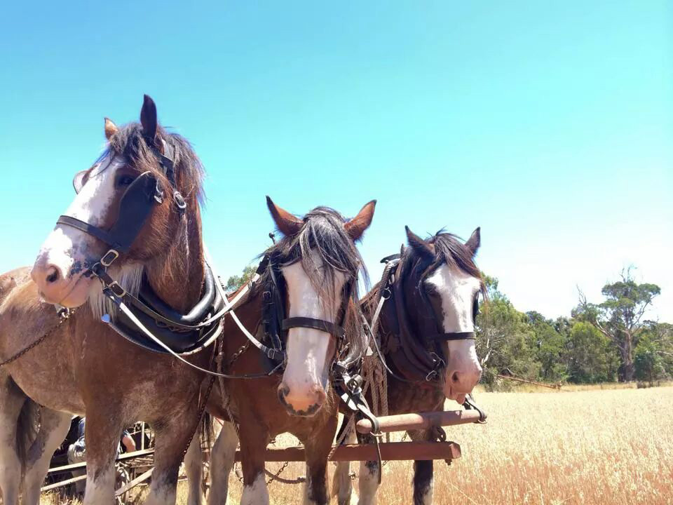 EVENTS AND OPEN DAYS - Hamilton Pastoral Museum